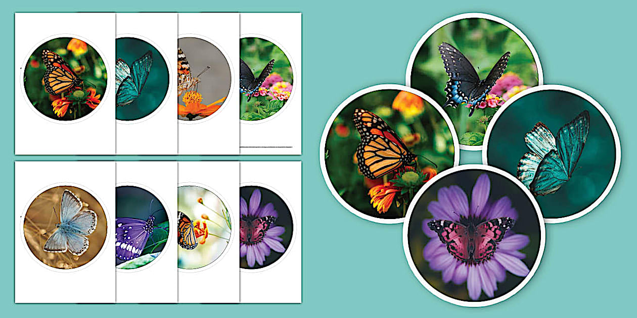 Butterflies Circle Display Photo Cut-Outs (teacher made)