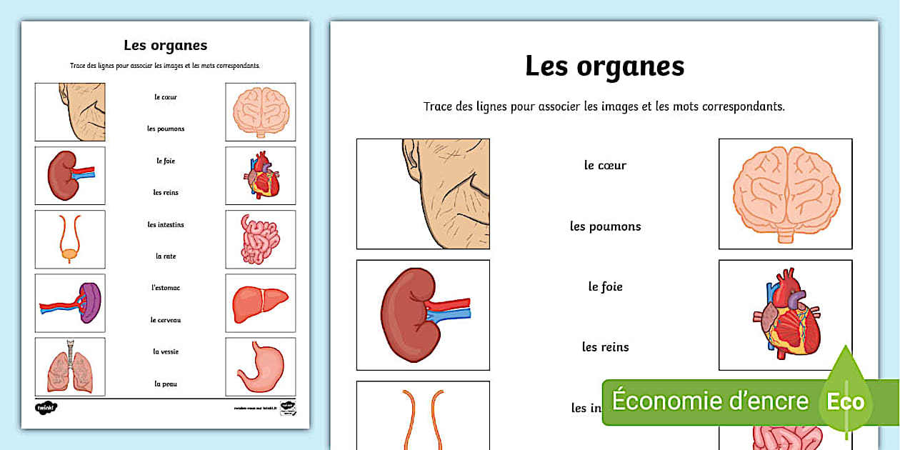 Exercice sur les organes du corps humain - Cycle 3 - Twinkl