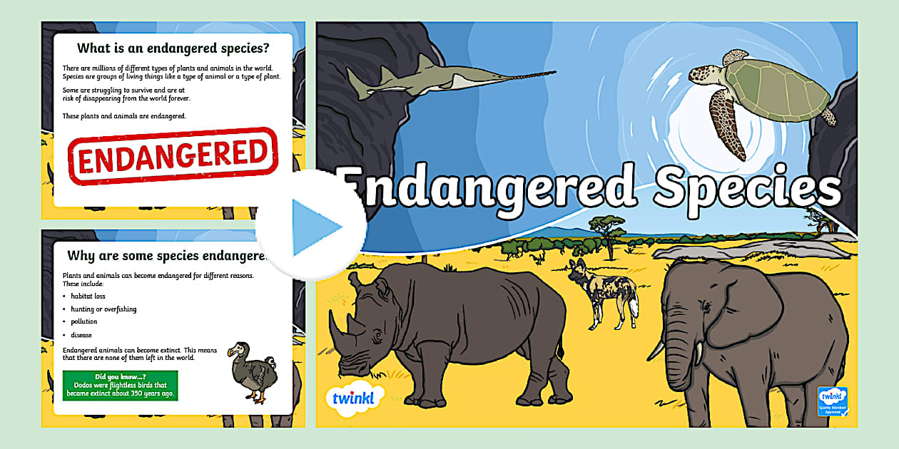 All About Endangered Species PowerPoint - Twinkl - KS1