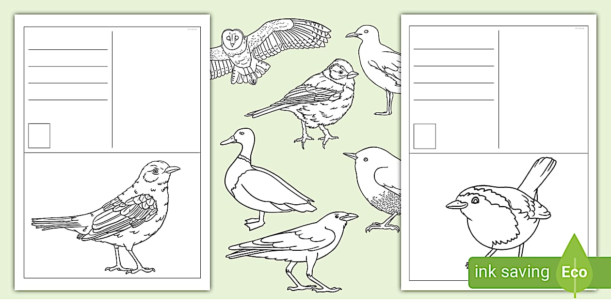 British Birds Colouring Postcards (teacher made) - Twinkl