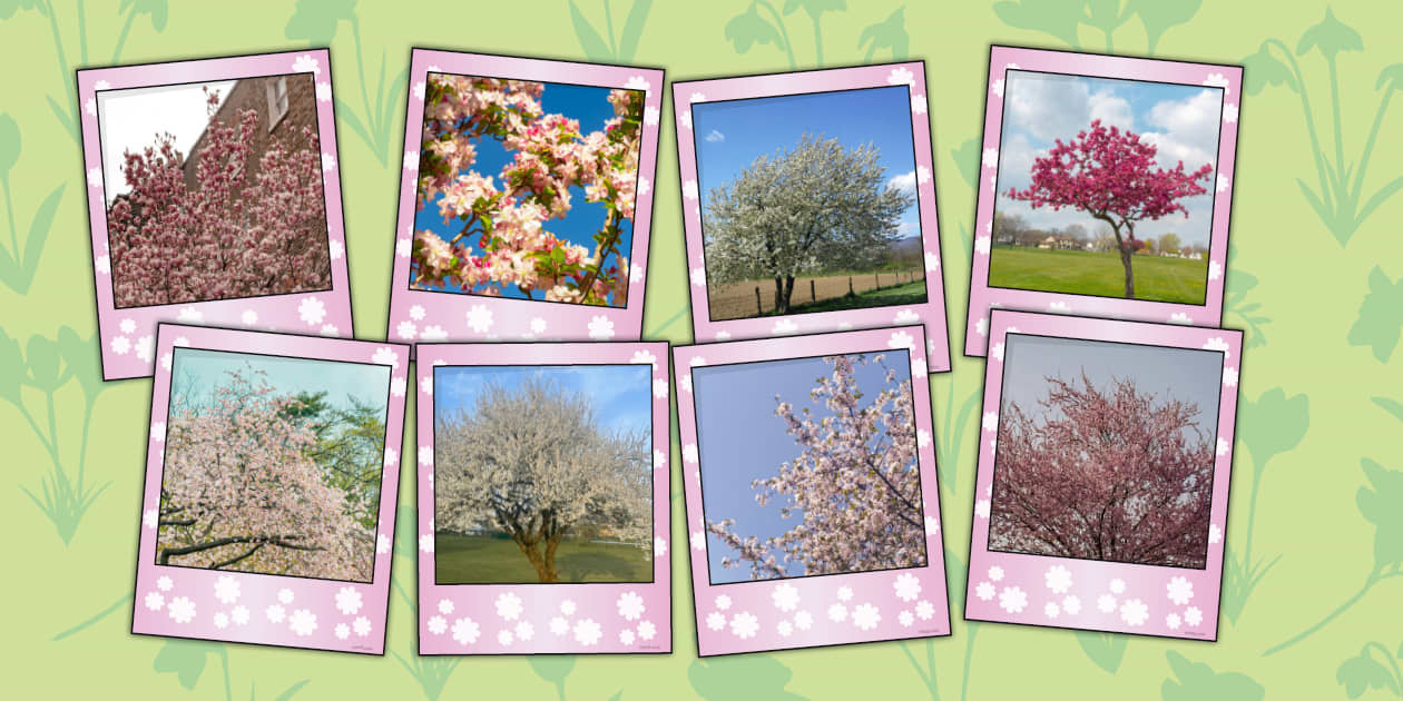 KS1 Spring Trees Instant Style Photo Display Images - Twinkl