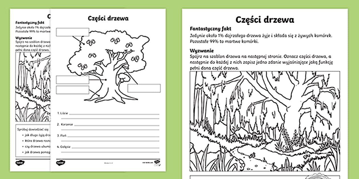 Części drzewa | Karta pracy o częściach drzewa - Twinkl