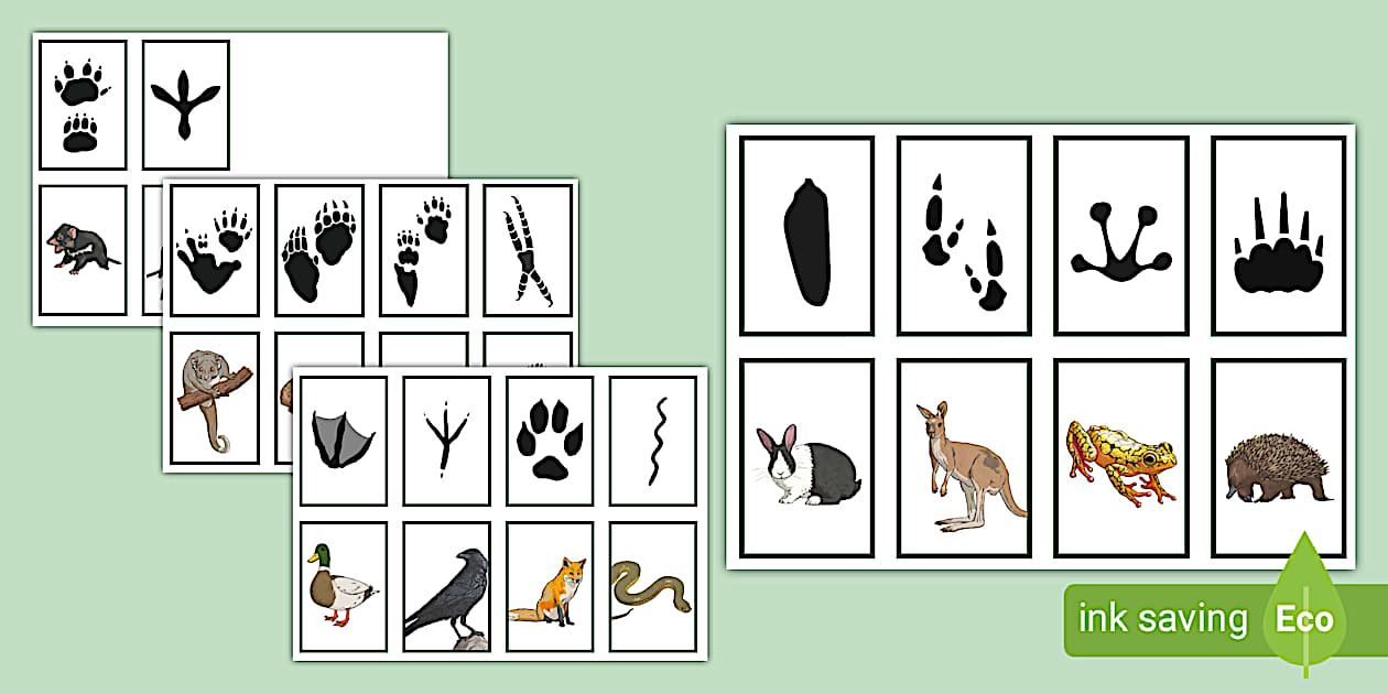 Australian Animal Footprints Matching Cards - Science