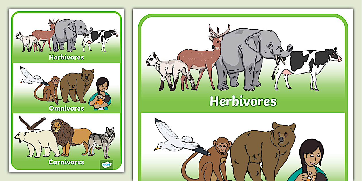 Herbivores, Omnivores and Carnivores Display Poster - Twinkl