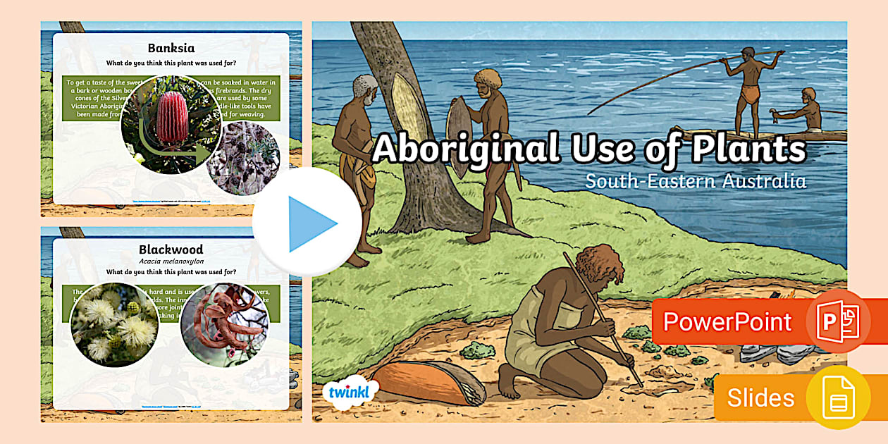 Aboriginal Australian Plant Use PowerPoint | Twinkl - Twinkl