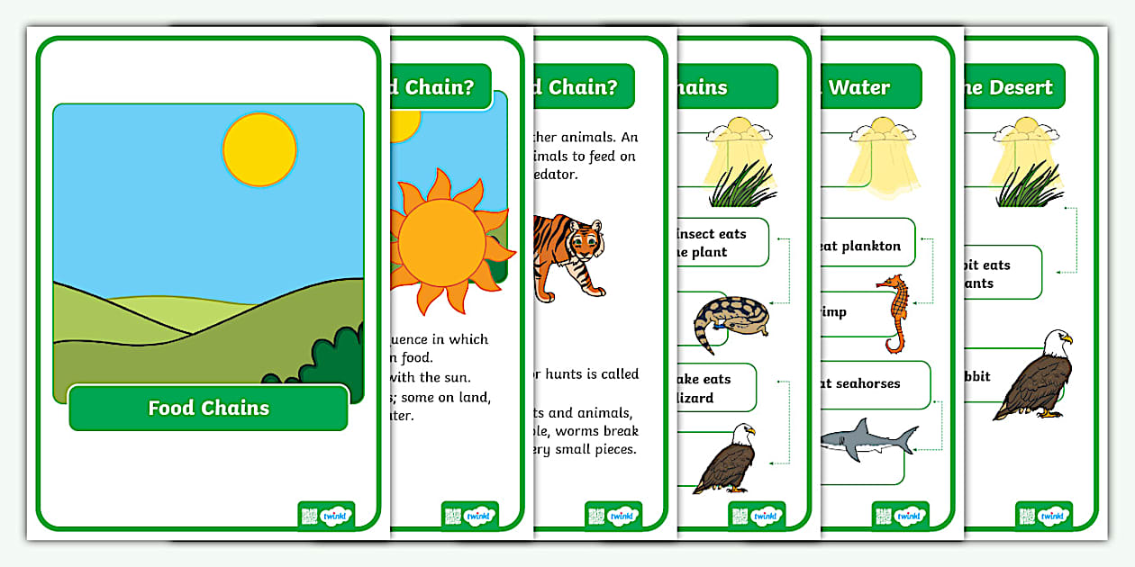 Food Chains (teacher made) - Twinkl