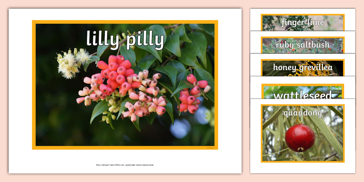 Bush Tucker Plants Display Photos (teacher made) - Twinkl