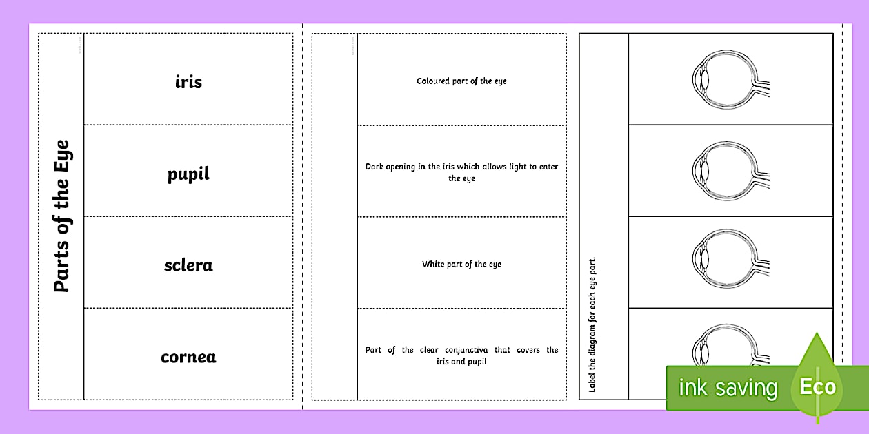 Parts of the Eye Flapbook-Scottish - Twinkl