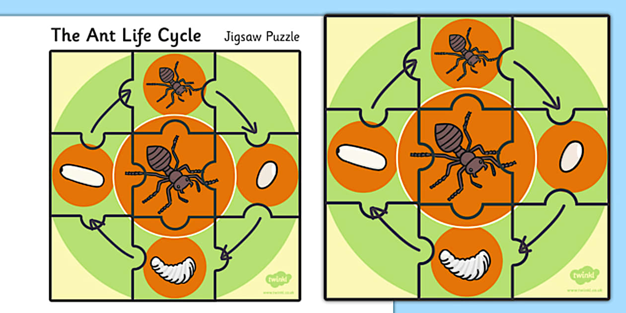 Life Cycle of Ants Jigsaw Puzzle - Twinkl