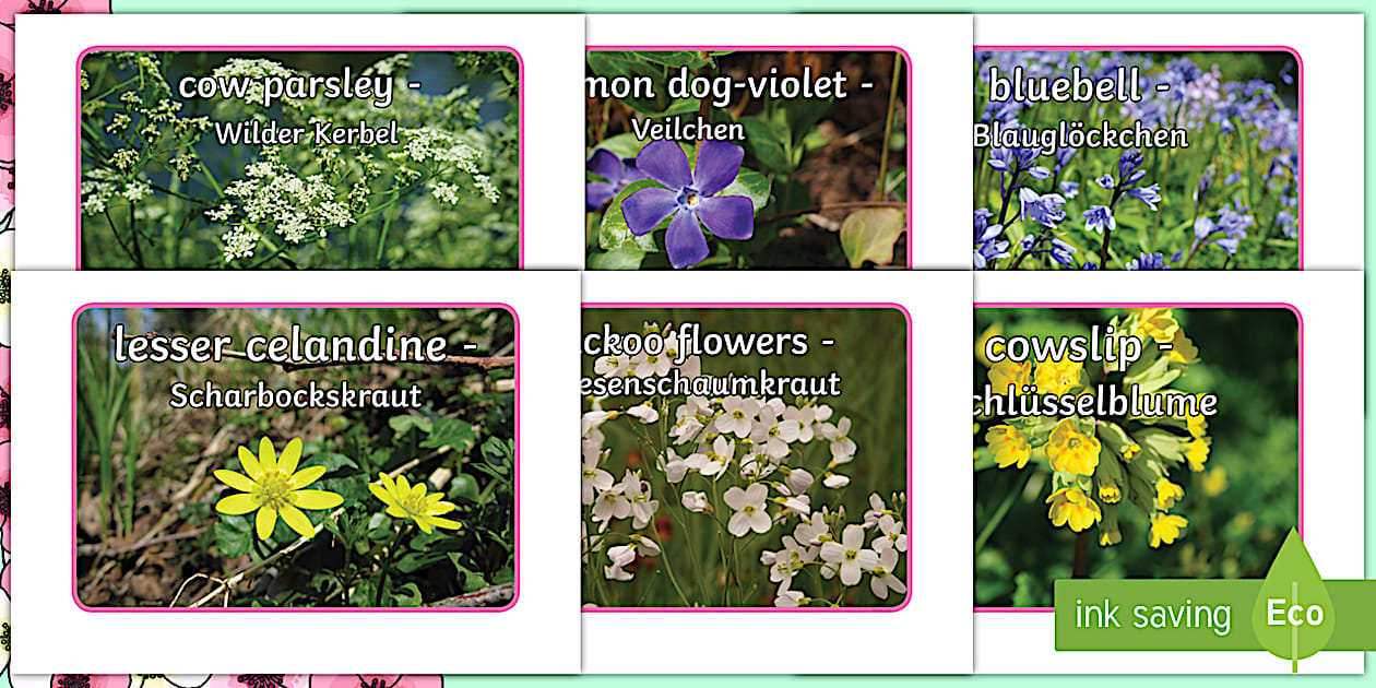 Spring Flowers Display Photos English/German - Twinkl