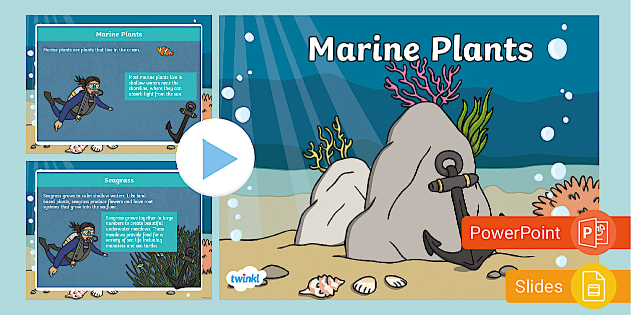 Marine Plants in the Ocean PowerPoint | Science | Twinkl