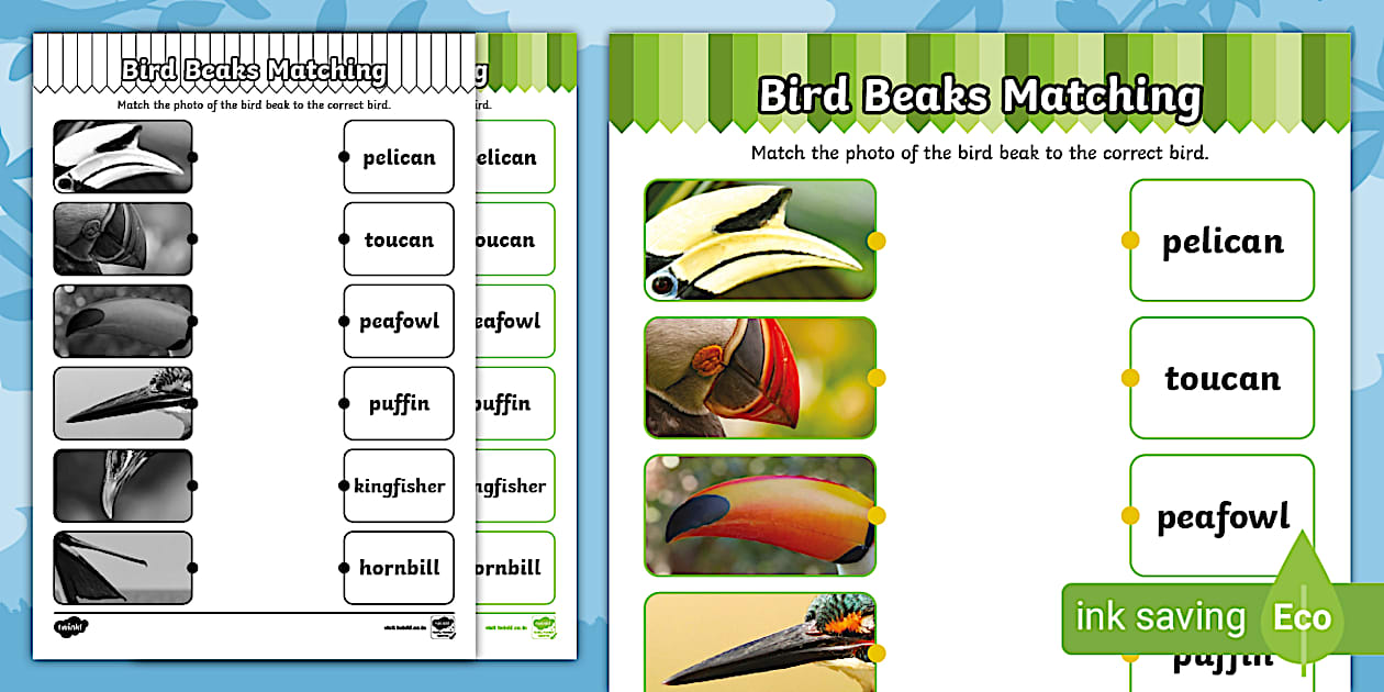 Bird Beaks Matching Worksheet (teacher made) - Twinkl