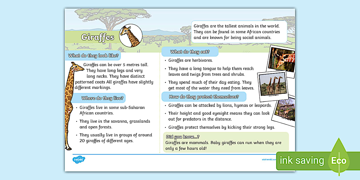 KS1 Giraffe Fact File | Animal Fact Files | Twinkl - Twinkl
