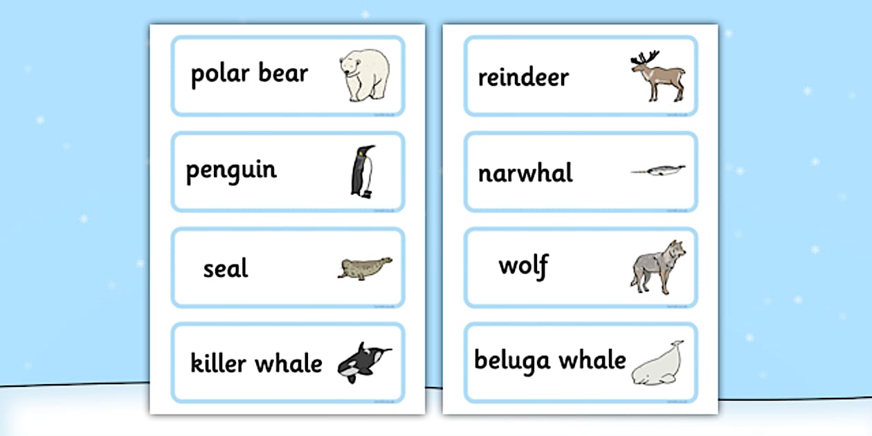 Cursive Polar Animals Word Cards (teacher made) - Twinkl