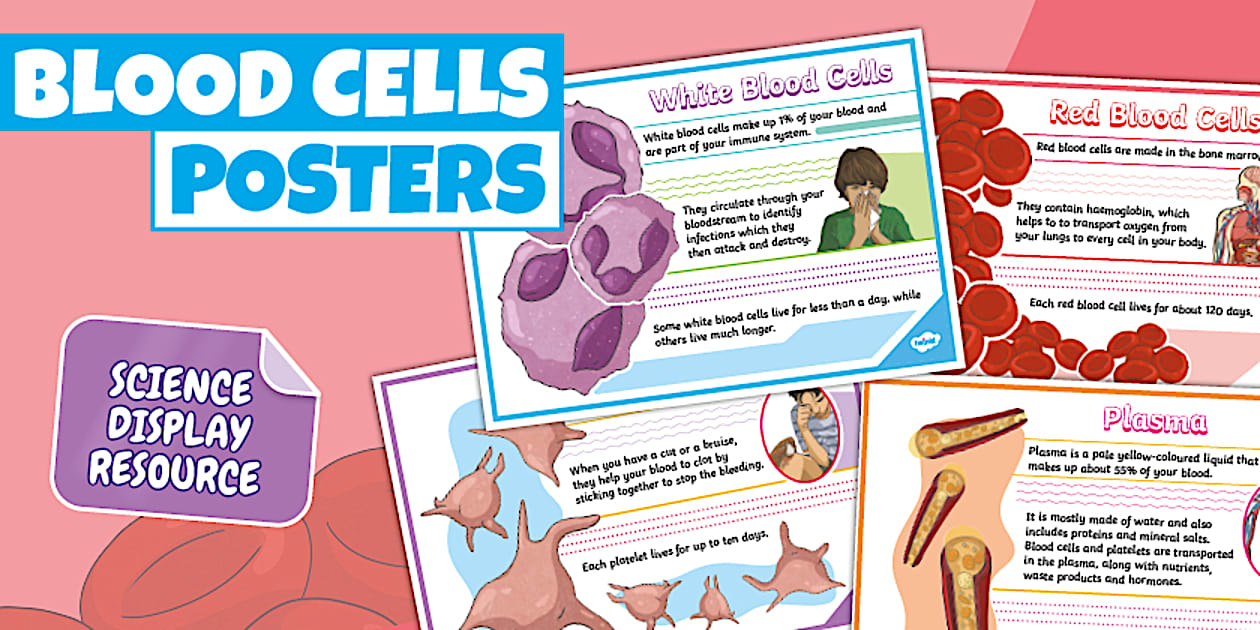 Blood Cells Posters - Twinkl - KS2