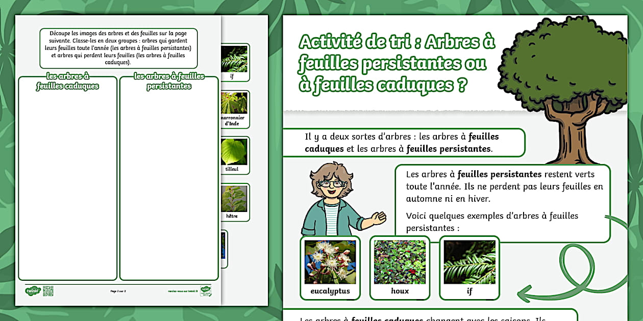 Activité de tri : Arbres à feuilles persistantes ou...?