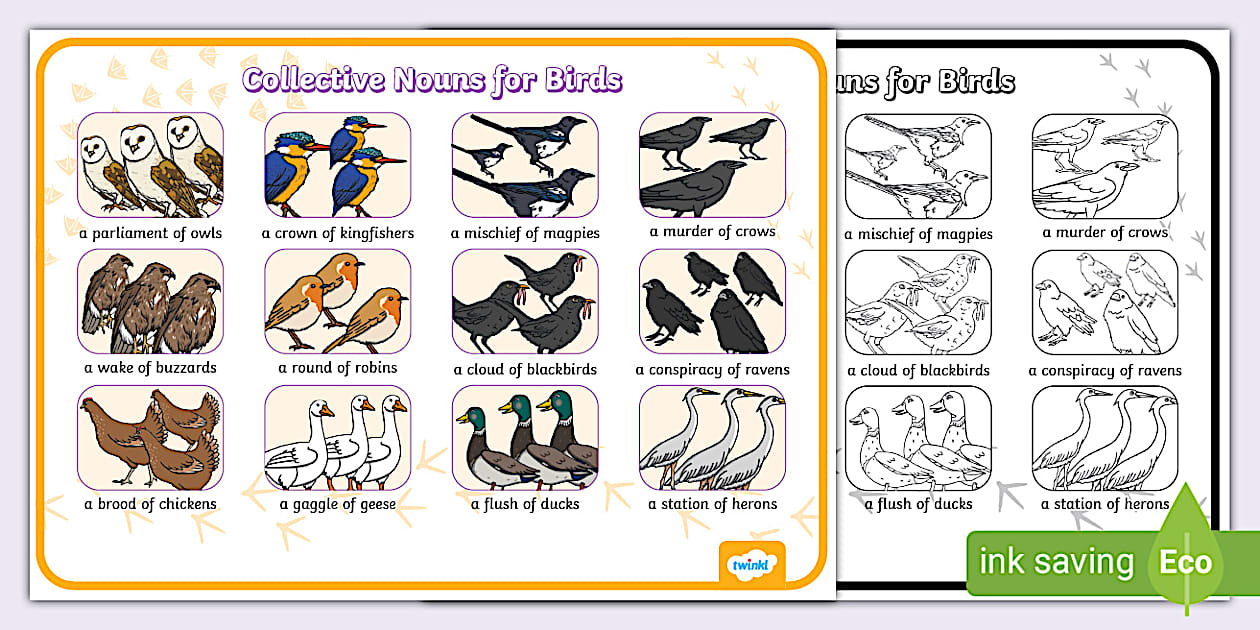 Birds Collective Nouns Word Mat (teacher made) - Twinkl