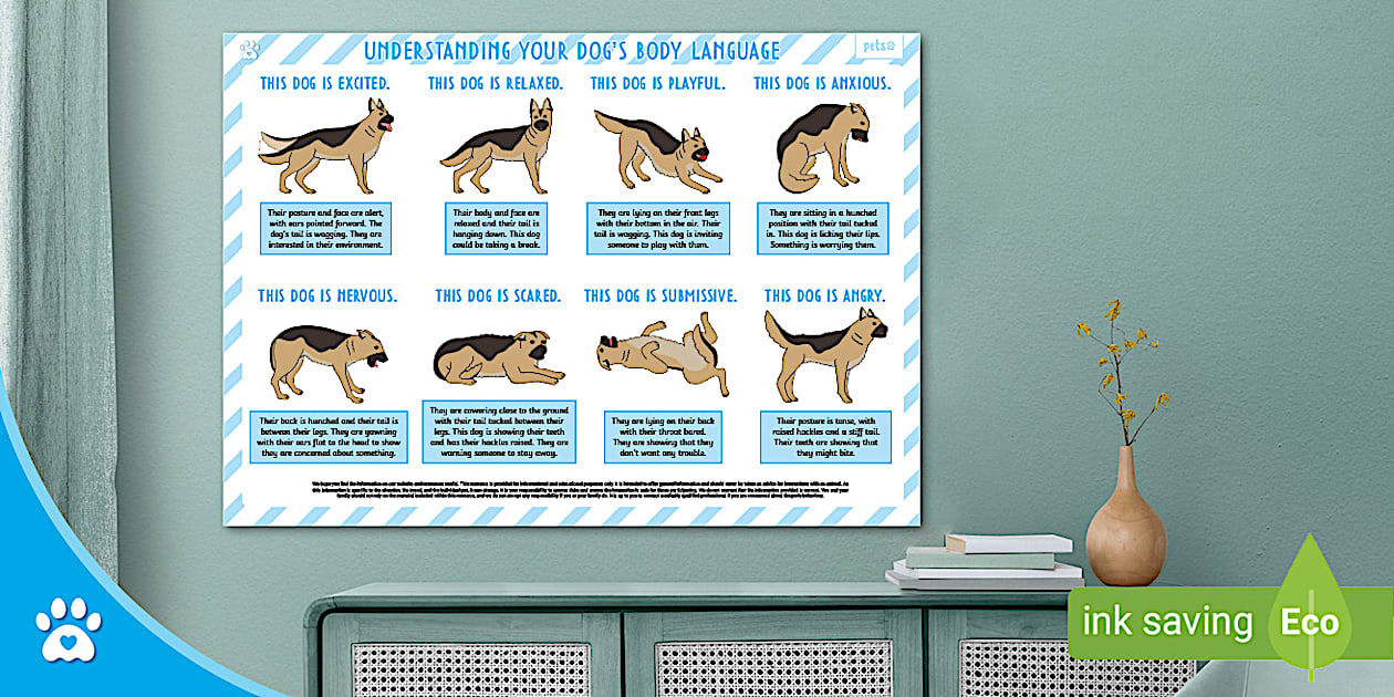 Understanding Your Dog's Body Language - Display Poster
