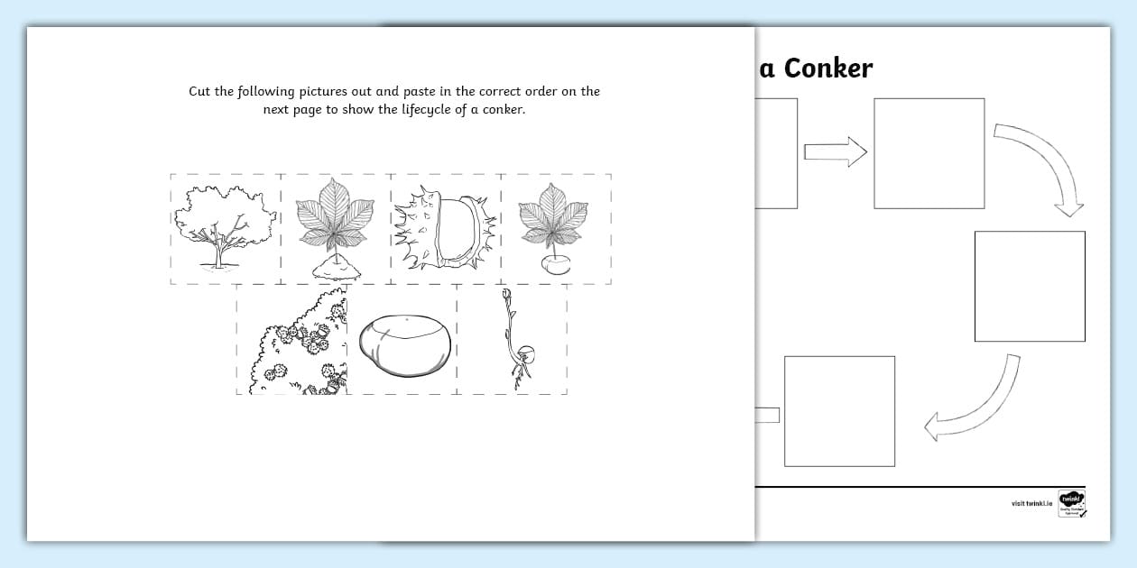 Conkers Life Cycle Ordering Activity (teacher made) - Twinkl