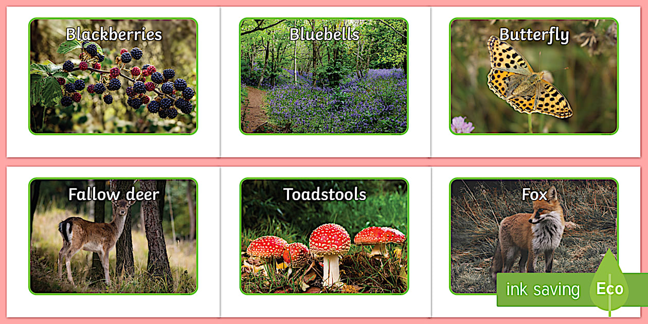 Woodland Ecosystem Animals and Natural Objects Photo Pack