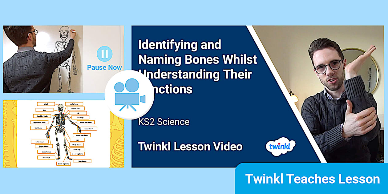 KS2 (Ages 7-11) Science: Identify and Name Bones Video 2