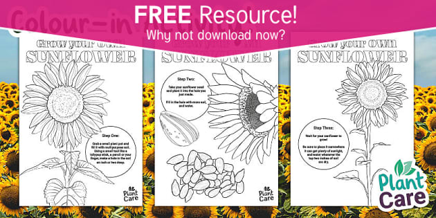 FREE! - Grow Your Own Sunflower Colouring Activity - Twinkl