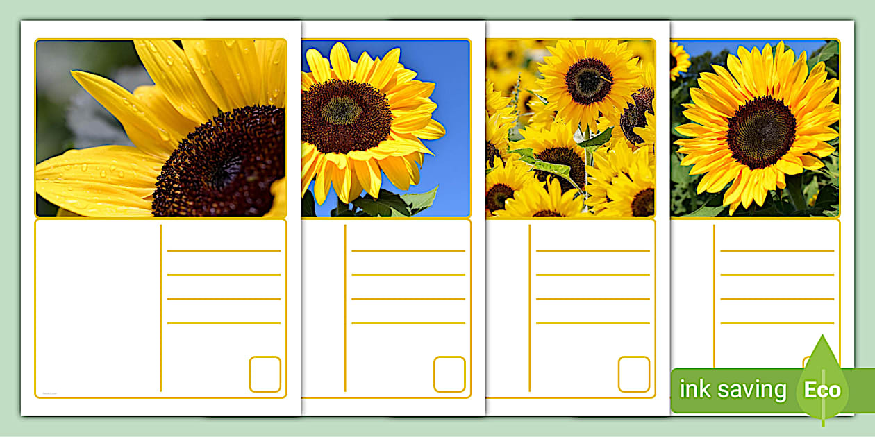 Sunflower Postcards (teacher made) - Twinkl