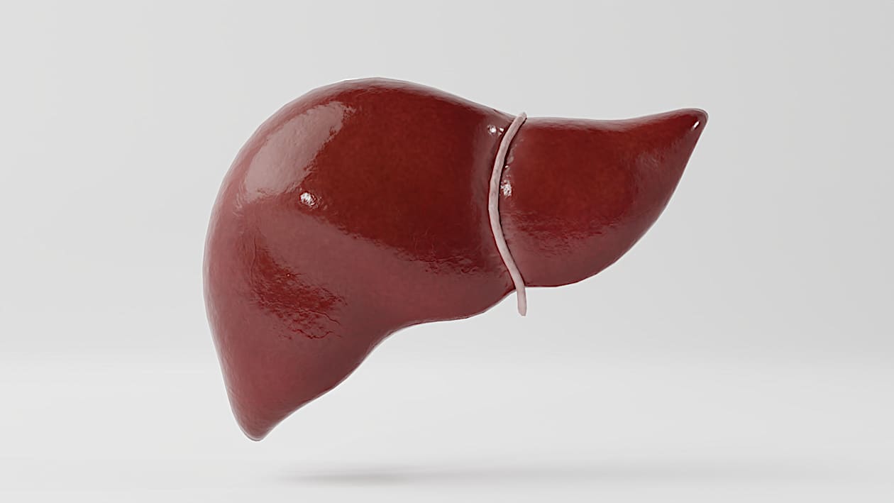 3D Model: Human Body - Human Liver (teacher made) - Twinkl