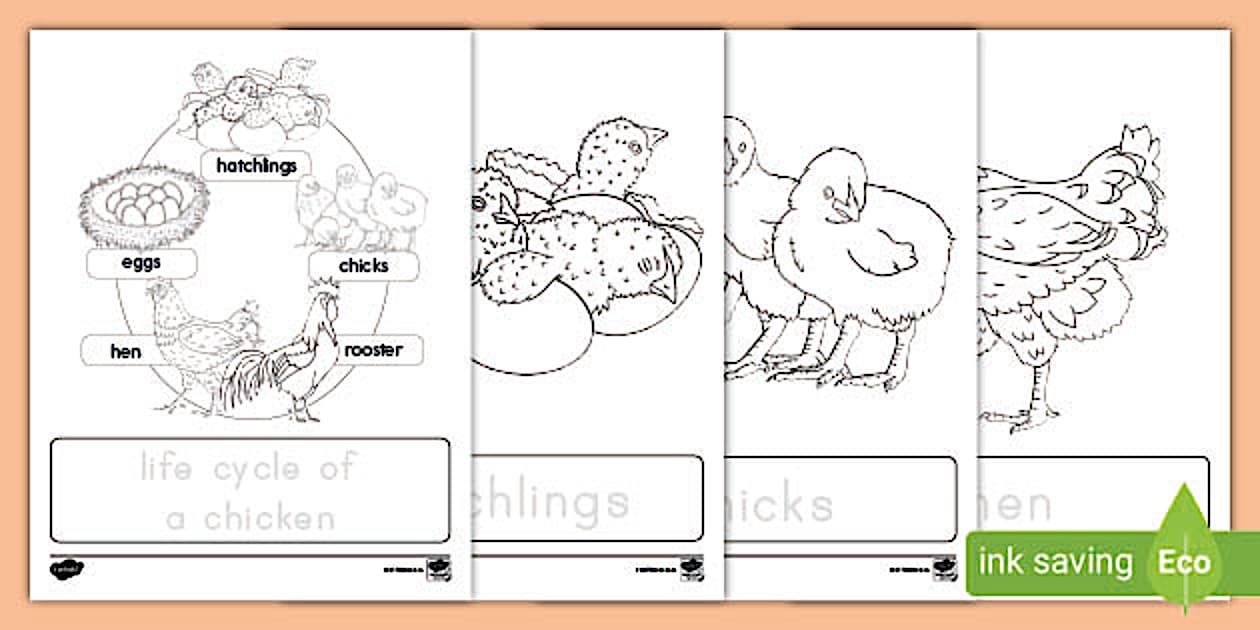 Life Cycle of a Chicken Coloring Page | Twinkl USA - Twinkl