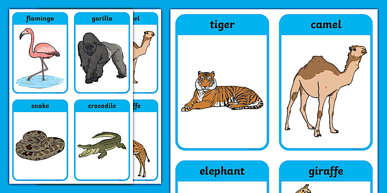 Wild Animals Flashcards (l'enseignant a fait) - Twinkl