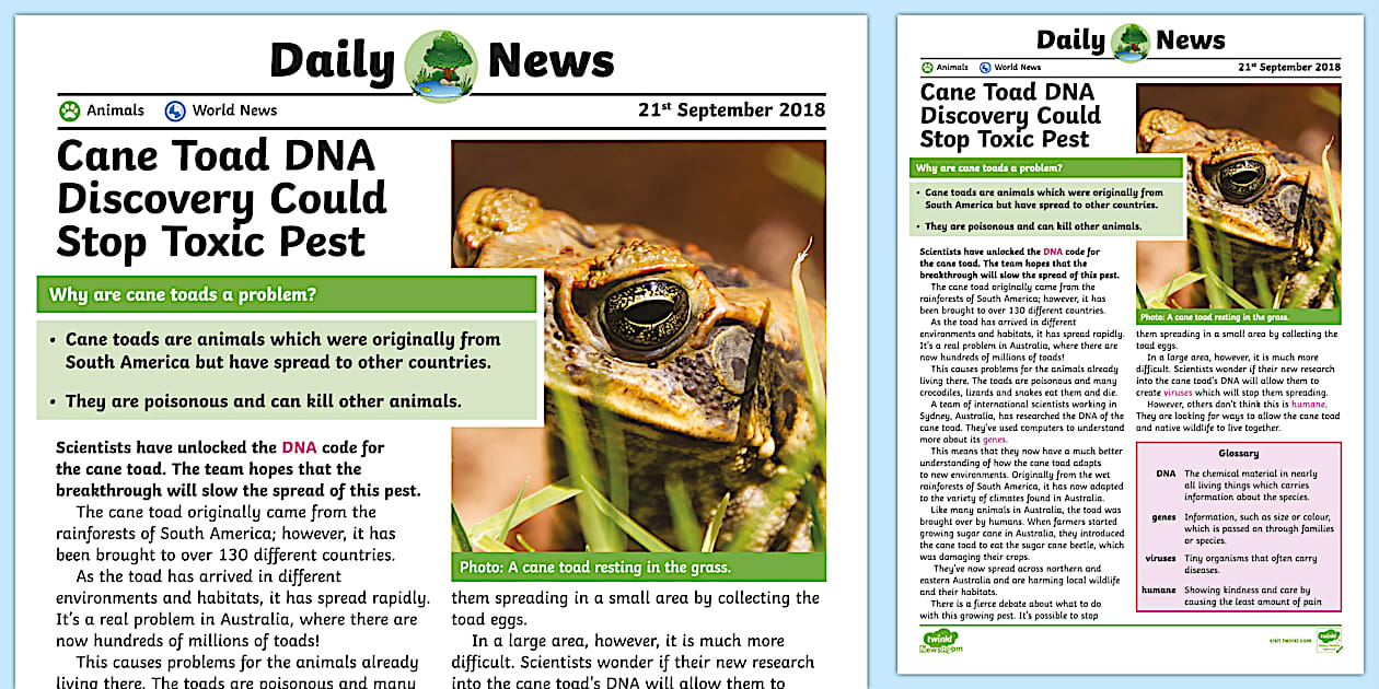UKS2 Cane Toad DNA Daily News Story (teacher made) - Twinkl