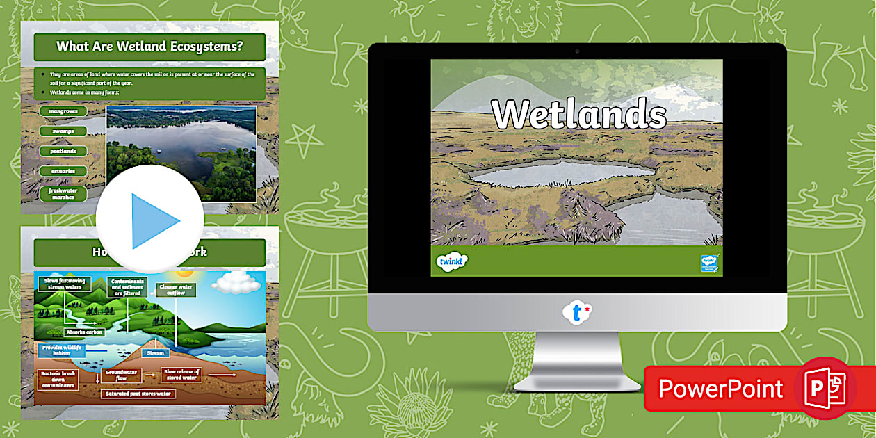 Wetlands (teacher made) - Twinkl