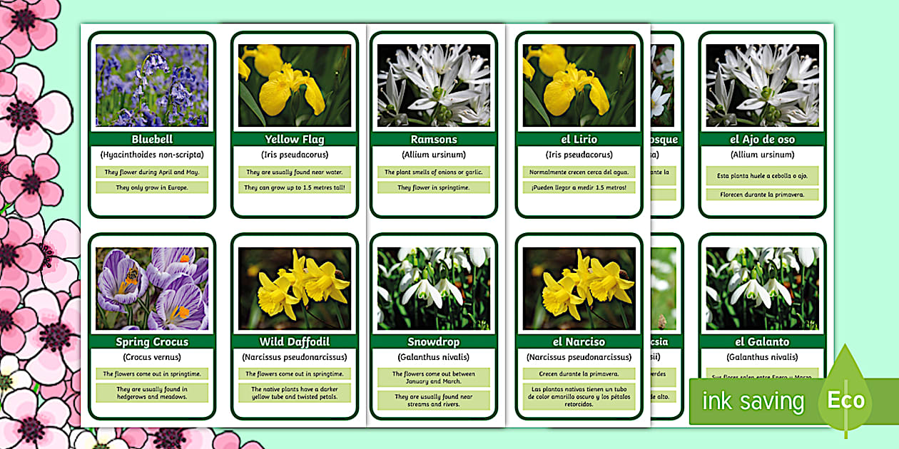 Spring Flowers Flashcards English/Spanish (Teacher-Made)