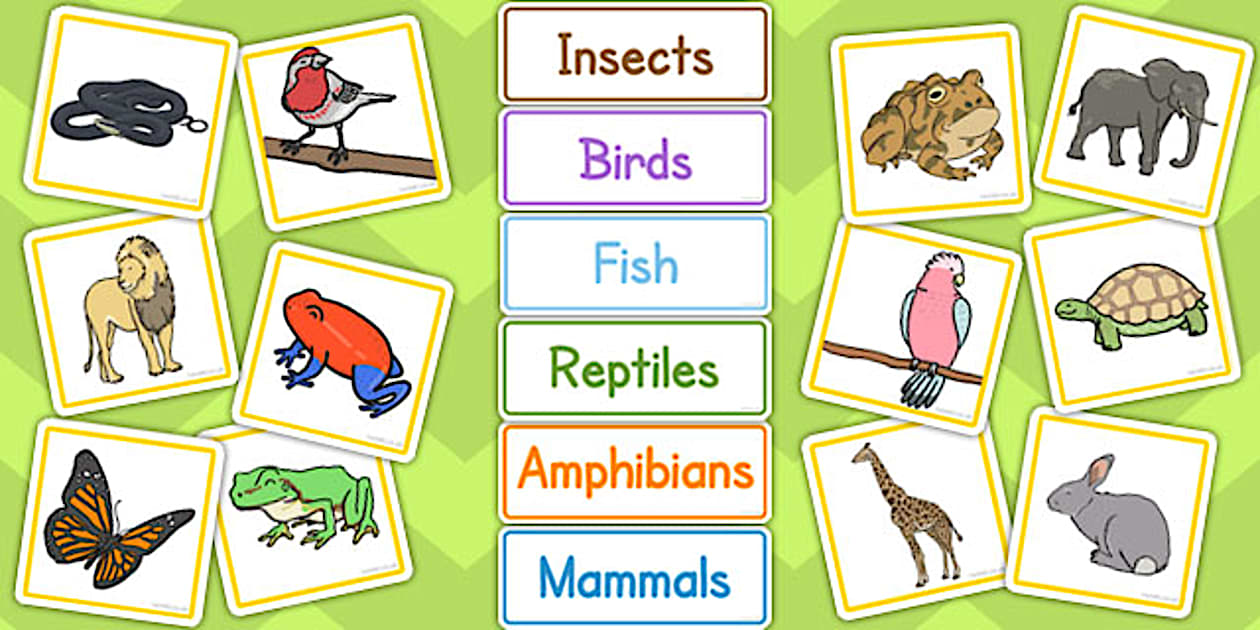 Animal Groups Sorting Cards - ESL Animals Resources - Twinkl