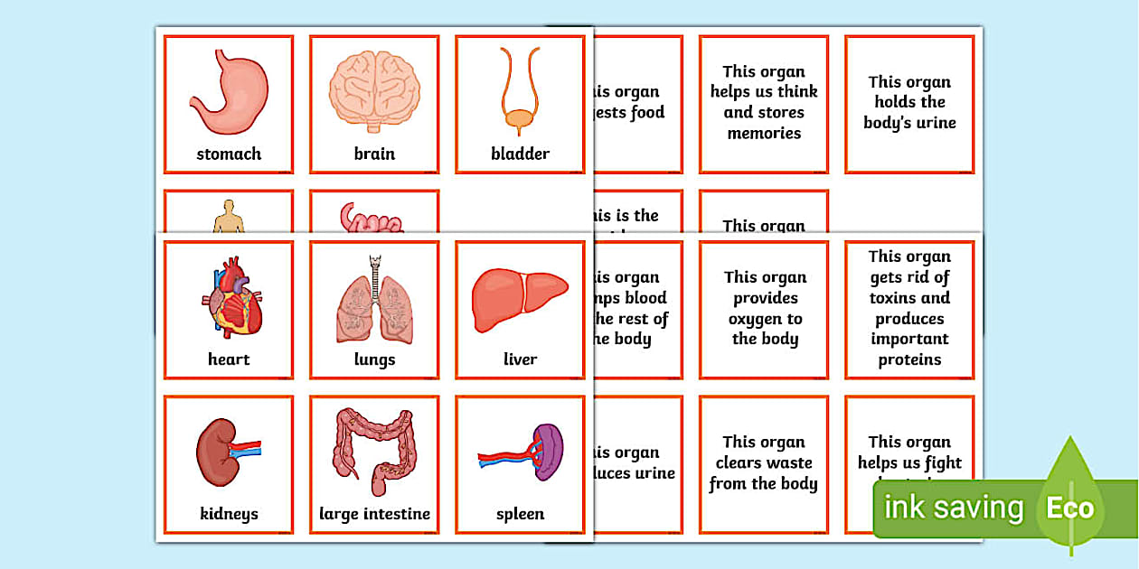 Organ Function Matching Cards - Twinkl