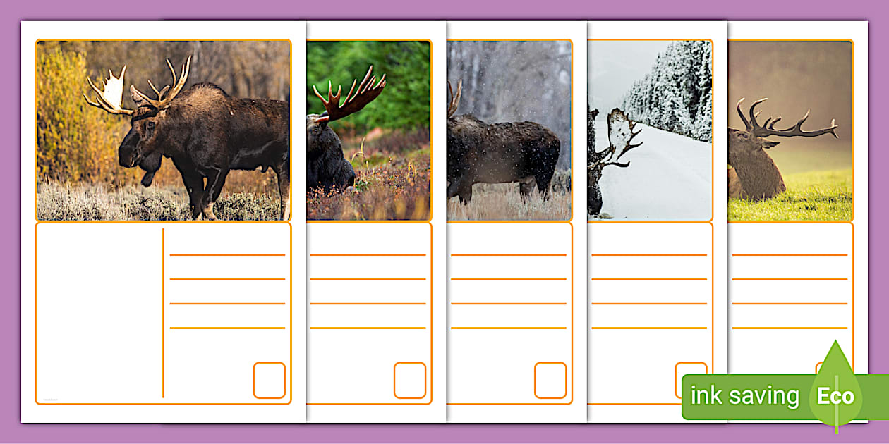 Moose Postcards | Twinkl | KS1 | Postcards | Stationery
