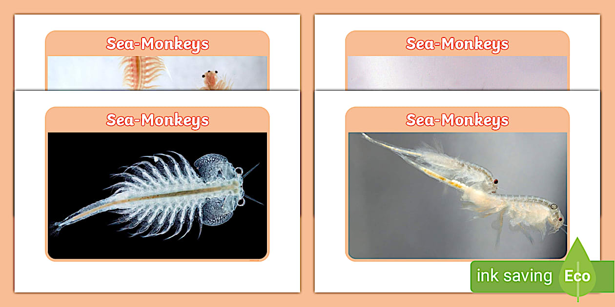 Sea-Monkeys Photo Pack (Teacher-Made) - Twinkl