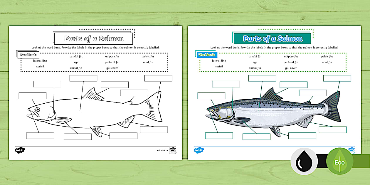 Parts of a Salmon Labelling Activity (teacher made) - Twinkl