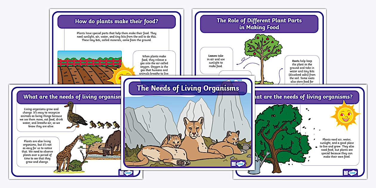 The Needs of Living Organisms (teacher made) - Twinkl