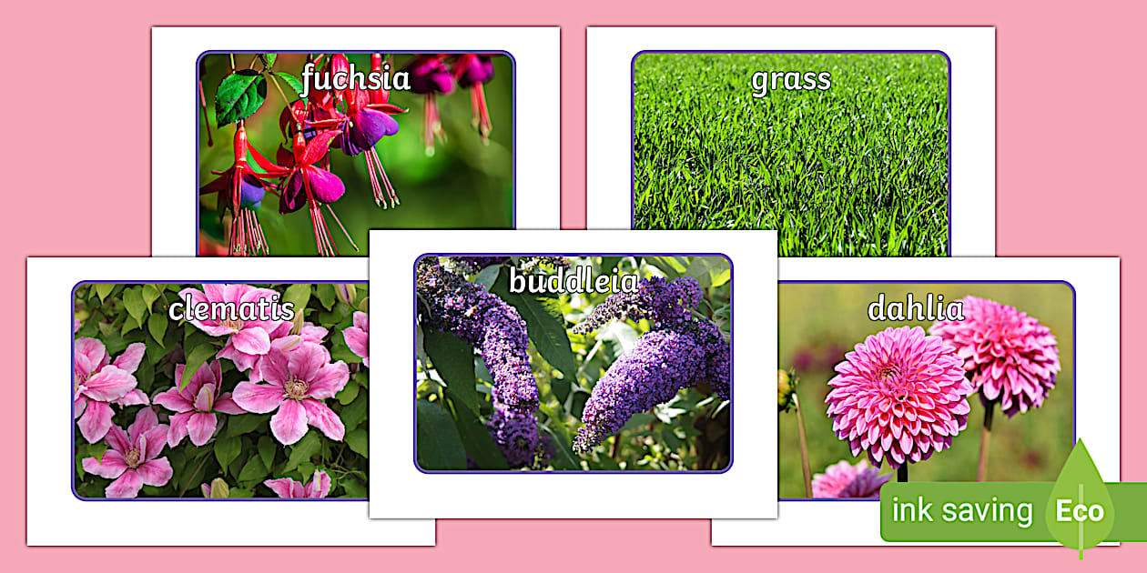 Common Garden Plants in the UK – KS1 – Primary Resource