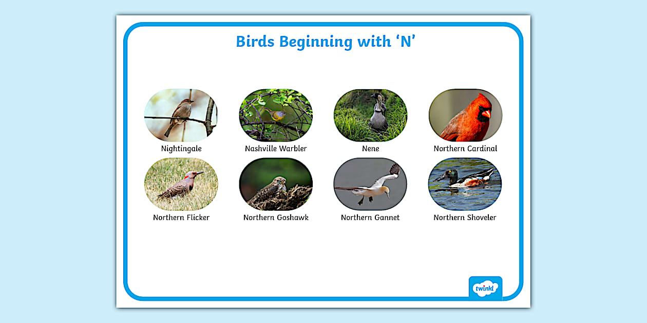 Birds That Start with the Letter 'N' Word Mat