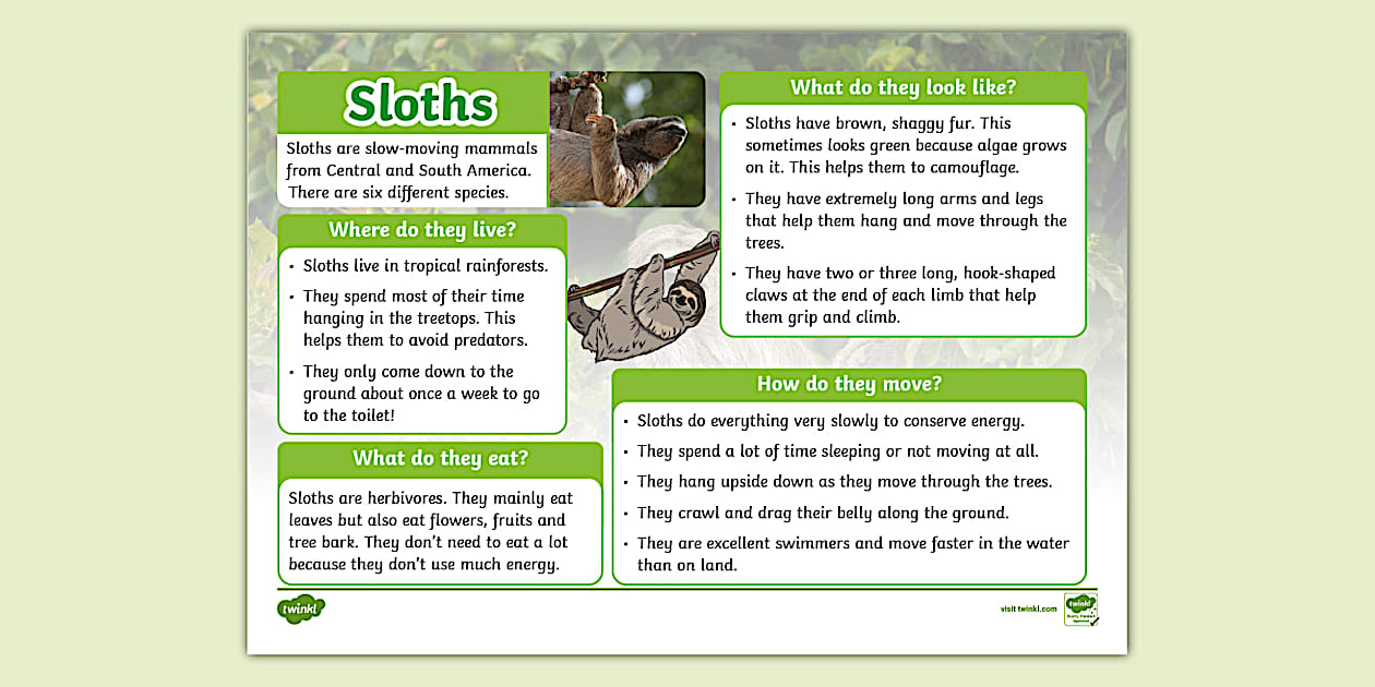 KS1 Sloths Fact File | Animals and Wildlife (teacher made)
