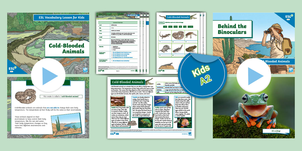 ESL Cold-Blooded Animals Lesson Pack (teacher made) - Twinkl