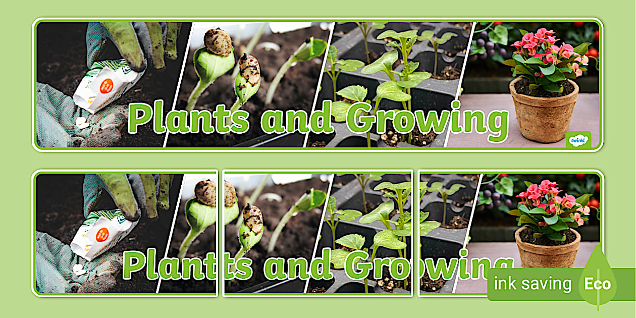 Plants and Growing Photo Display Banner (Teacher-Made)