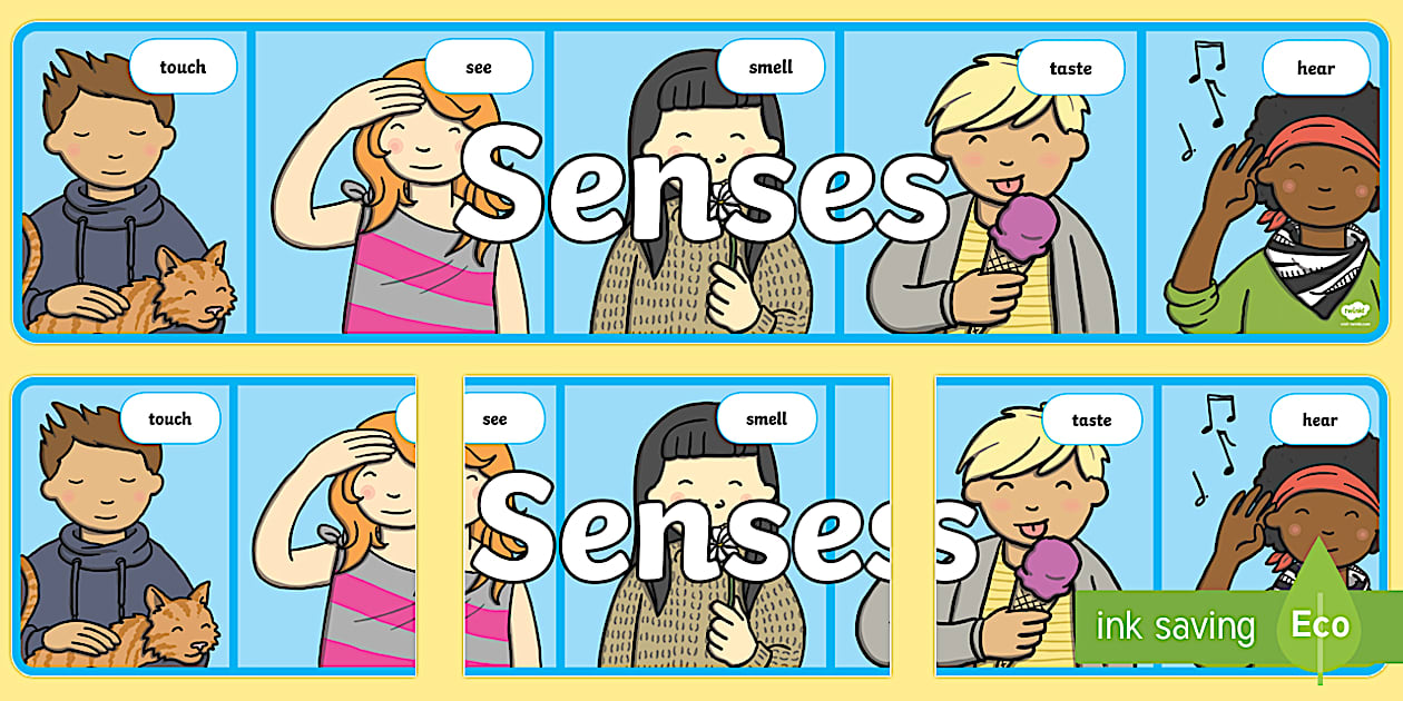 Five Senses Display Banner (teacher made) - Twinkl
