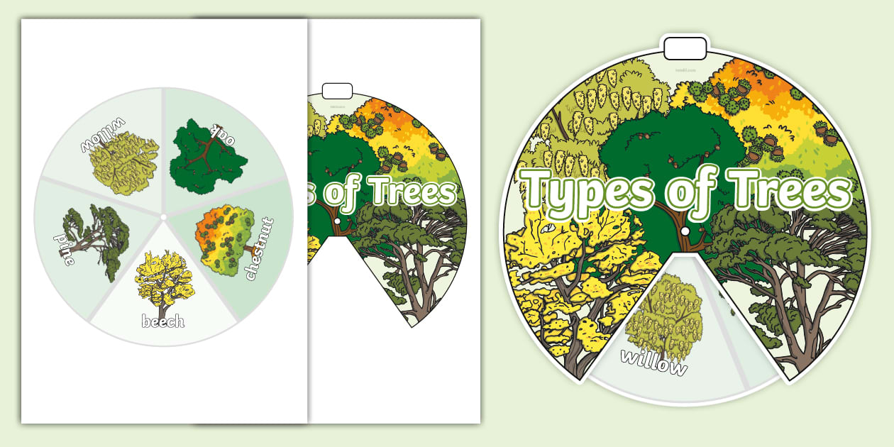Types of Trees Vocabulary Spinner (professor feito) - Twinkl