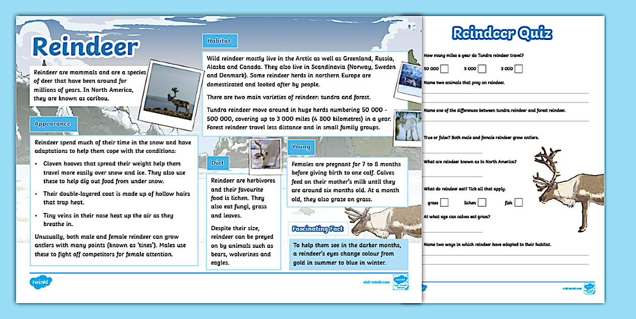 KS2 Reindeer Fact File and Quiz (l'enseignant a fait)