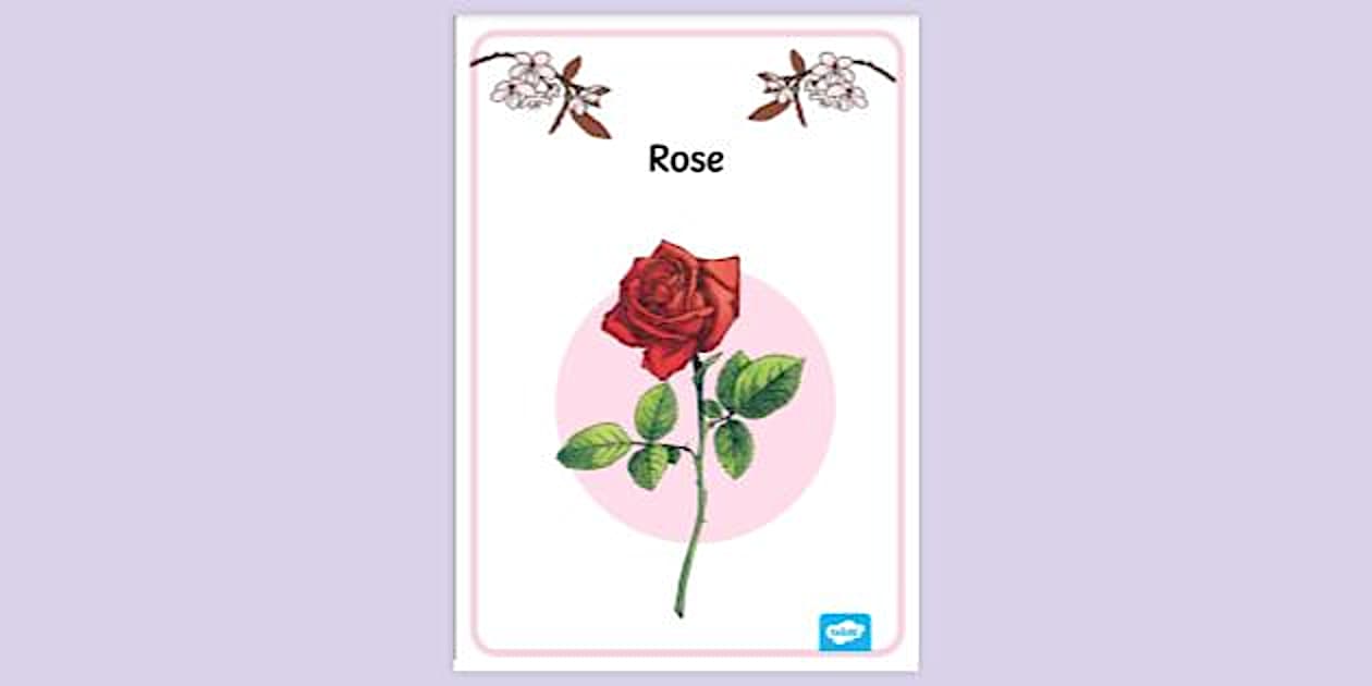 Printable Rose Poster | Primary Resources - Twinkl