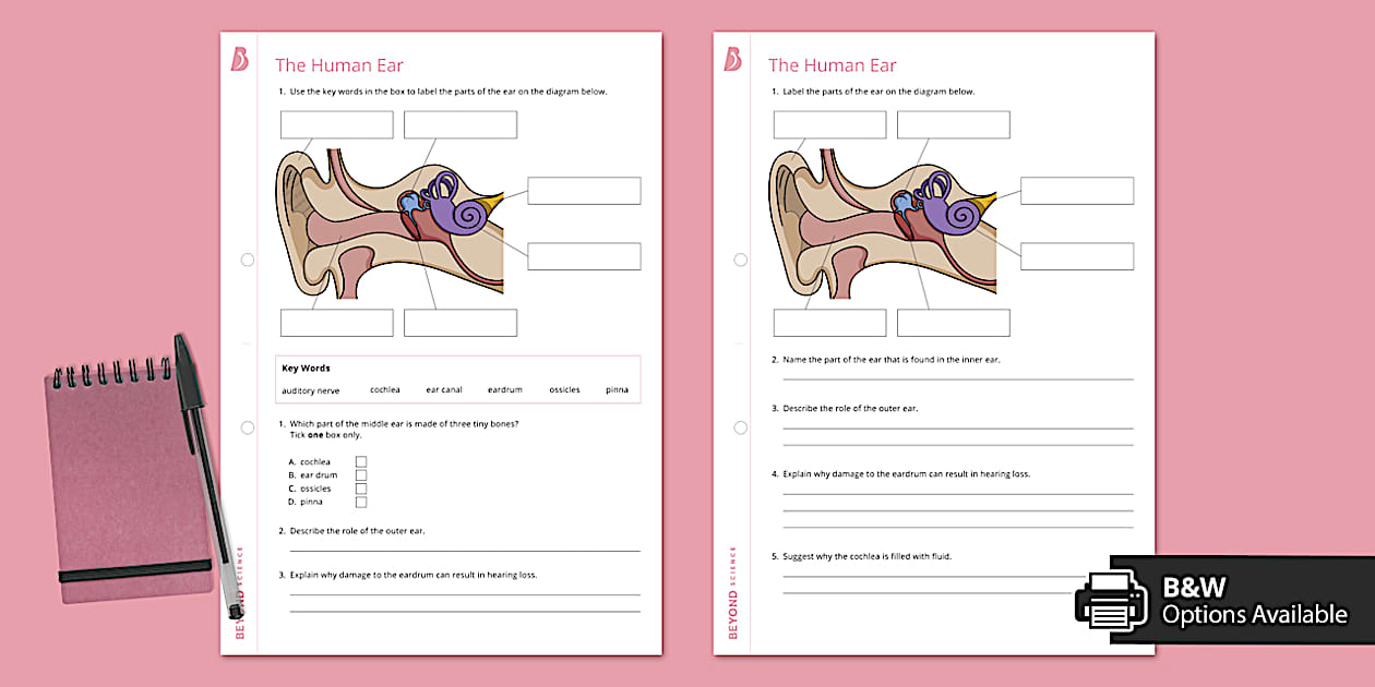 The Human Ear Homework Worksheet / Worksheet - Twinkl