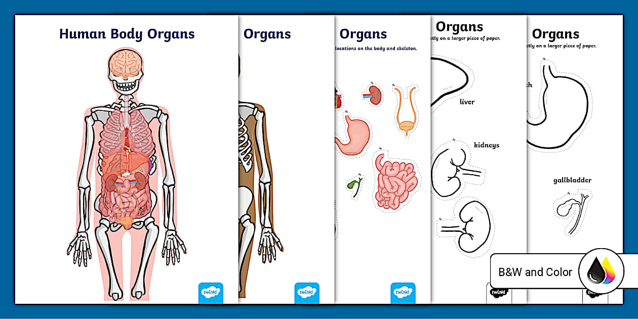 Human Body Systems Cut and Paste Activity | Twinkl USA